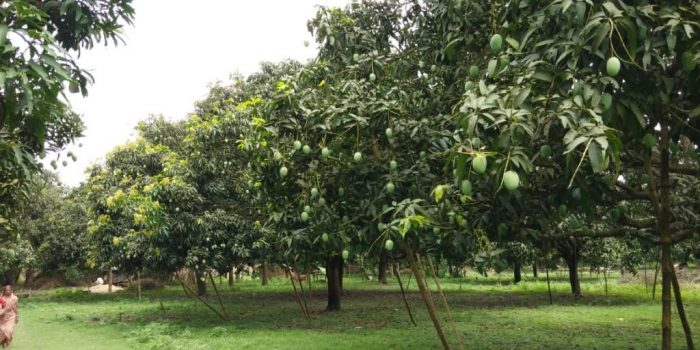 Mango Summer Fruit: Recipes & More