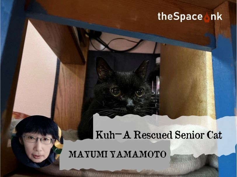 Kuh — A Rescued Senior Cat By Mayumi Yamamoto