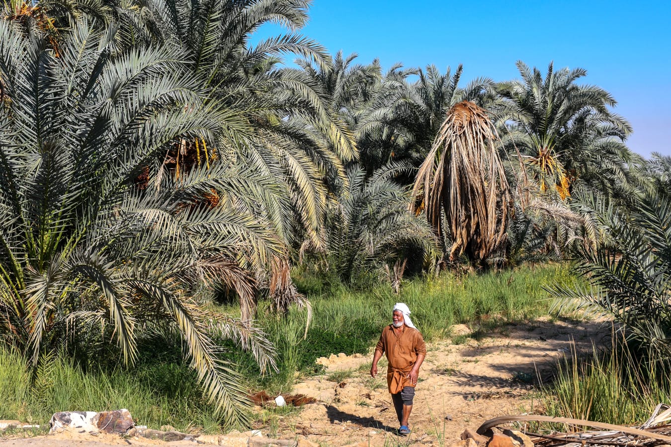 Bahariya Oasis At Sahara Photo Story By Shreyoshi Lahiri 1