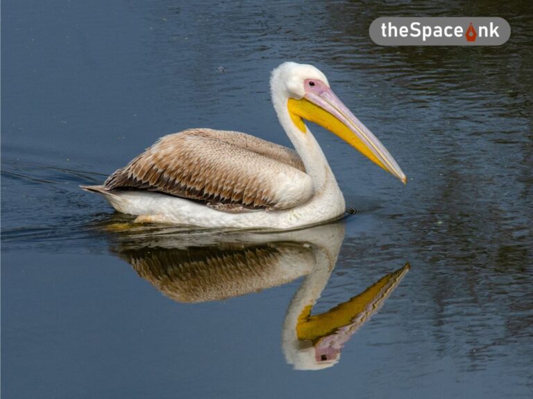 World Migratory Bird Day Photo Story By Anindya Majumdar 1
